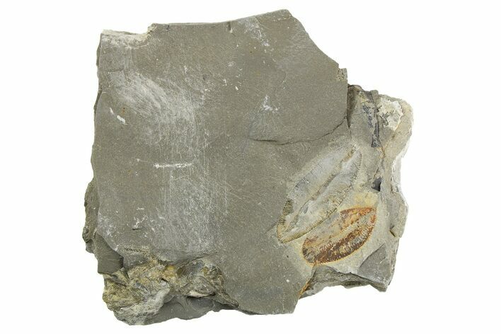 4.45" Plate of Ordovician Graptolite (Phyllograptus) Fossils - Utah ...