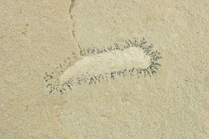 .75" Coprolite (Fossil Poop) - Lebanon (#256061) For Sale - FossilEra.com