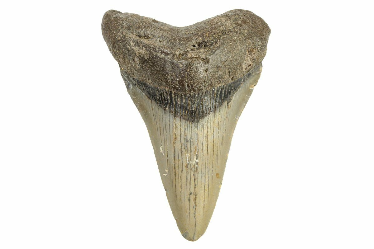 3.57" Fossil Megalodon Tooth - North Carolina (#256217) For Sale ...