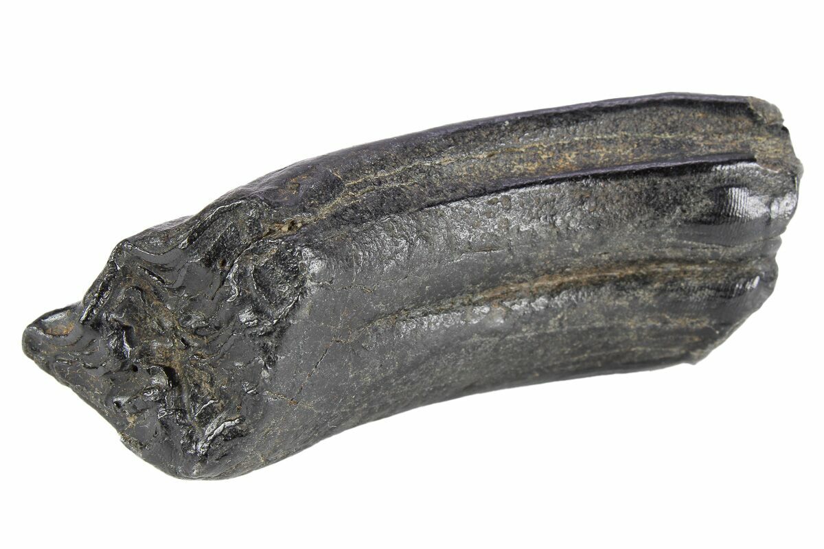 2.85" Pleistocene Aged Fossil Horse Tooth - South Carolina (#251111 ...