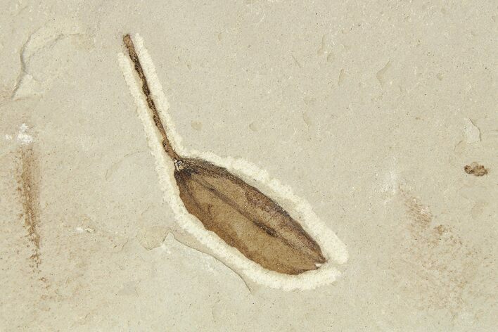 2.75" Fossil Leguminosites (Legume) Leaf - Green River, Utah (#256823 ...