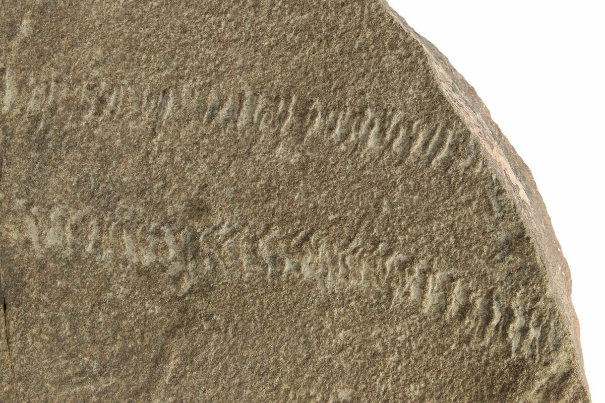 3.3" Cruziana (Fossil Trilobite Trackway) - Morocco (#256833) For Sale - FossilEra.com