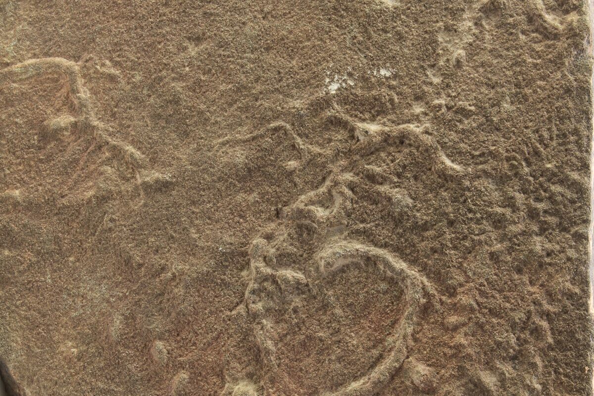 4" Cruziana (Fossil Arthropod Trackway) Plate - Morocco (#256856) For ...