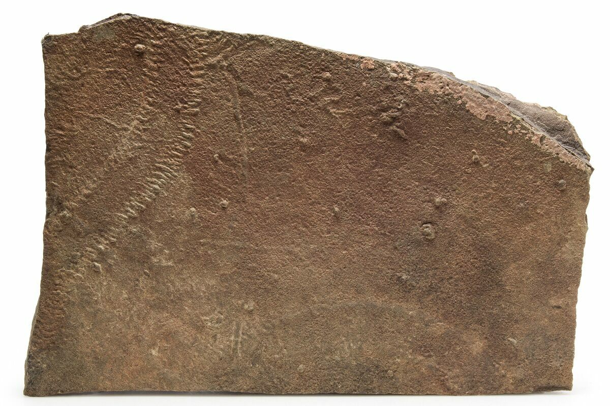 9.2" Cruziana (Fossil Trilobite Trackway) Plate - Morocco (#256863) For Sale - FossilEra.com