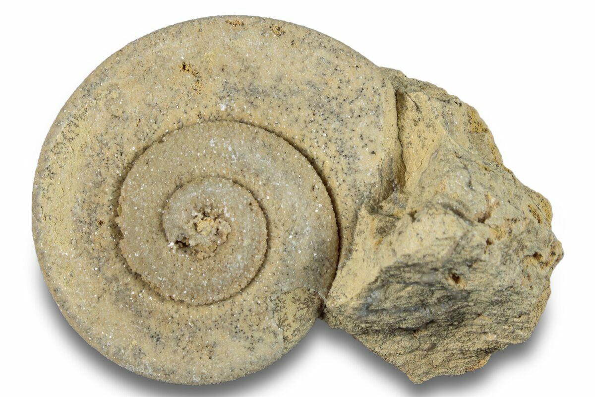 1.2" Ordovician Gastropod Fossil (Liospira) - Wisconsin (#257186) For ...