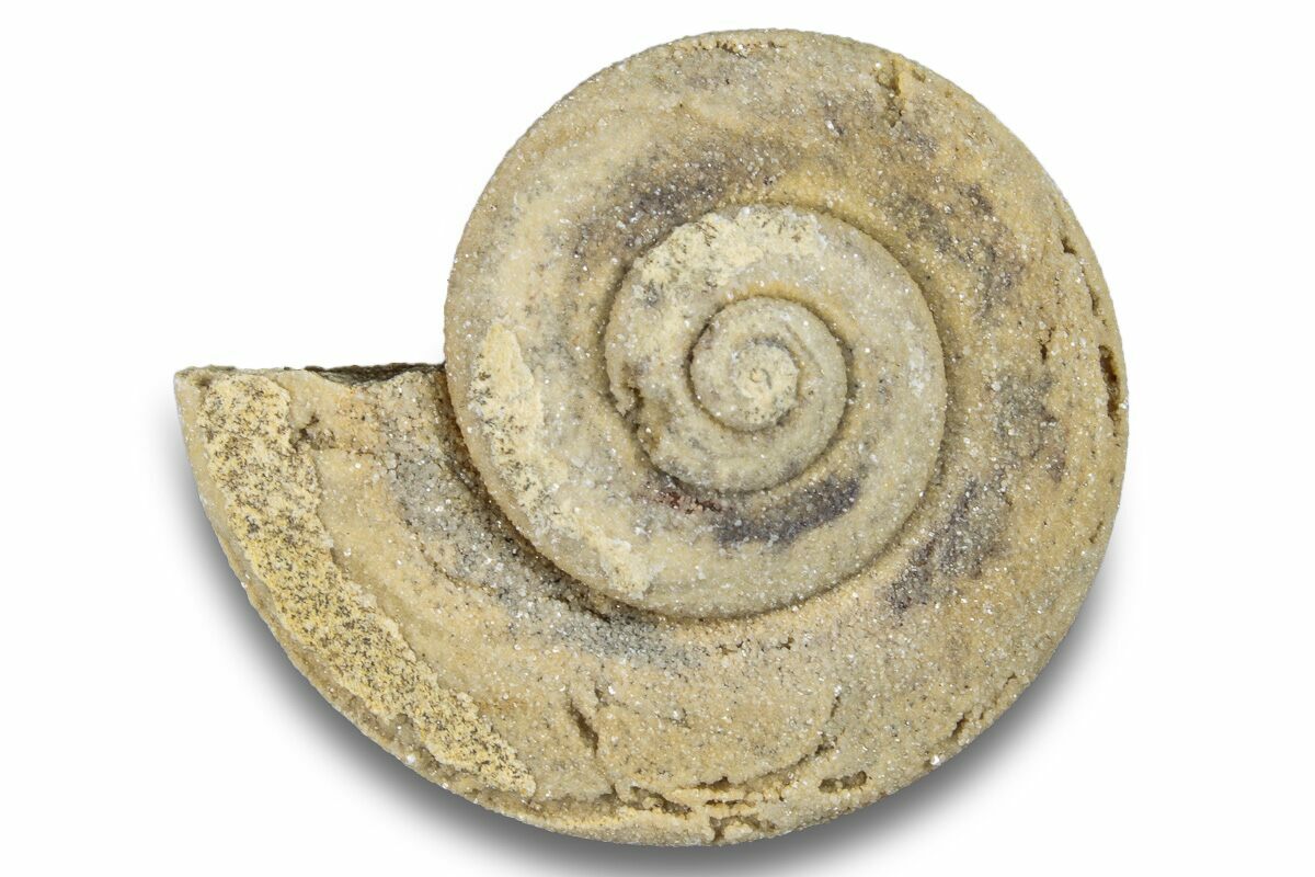 1.15" Ordovician Gastropod Fossil (Liospira) - Wisconsin (#257209) For ...