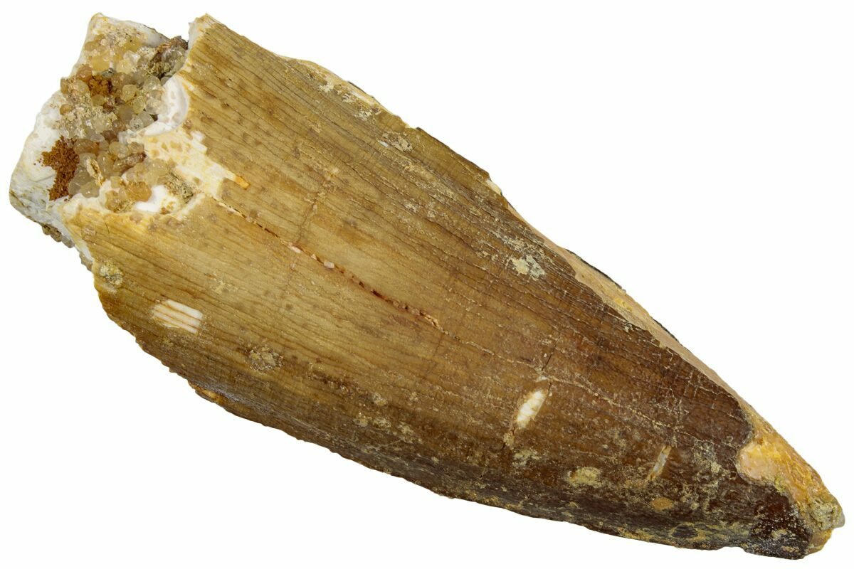 2.44" Fossil Spinosaurus Tooth - Real Dinosaur Tooth (#257452) For Sale ...