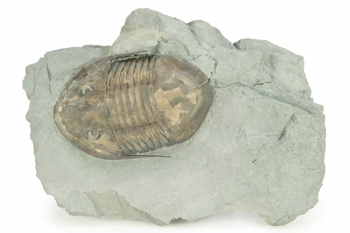 3.5" Prone Isotelus Trilobite - Mt. Orab, Ohio (#257541) For Sale ...