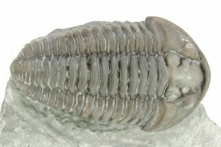 Ohio Trilobites For Sale - FossilEra.com