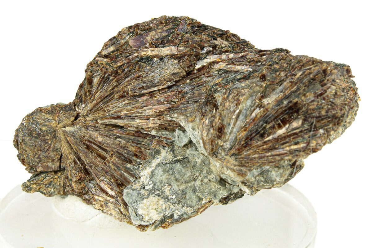 1.5" Lamprophyllite Crystal Aggregations in Matrix - Russia (#257568 ...