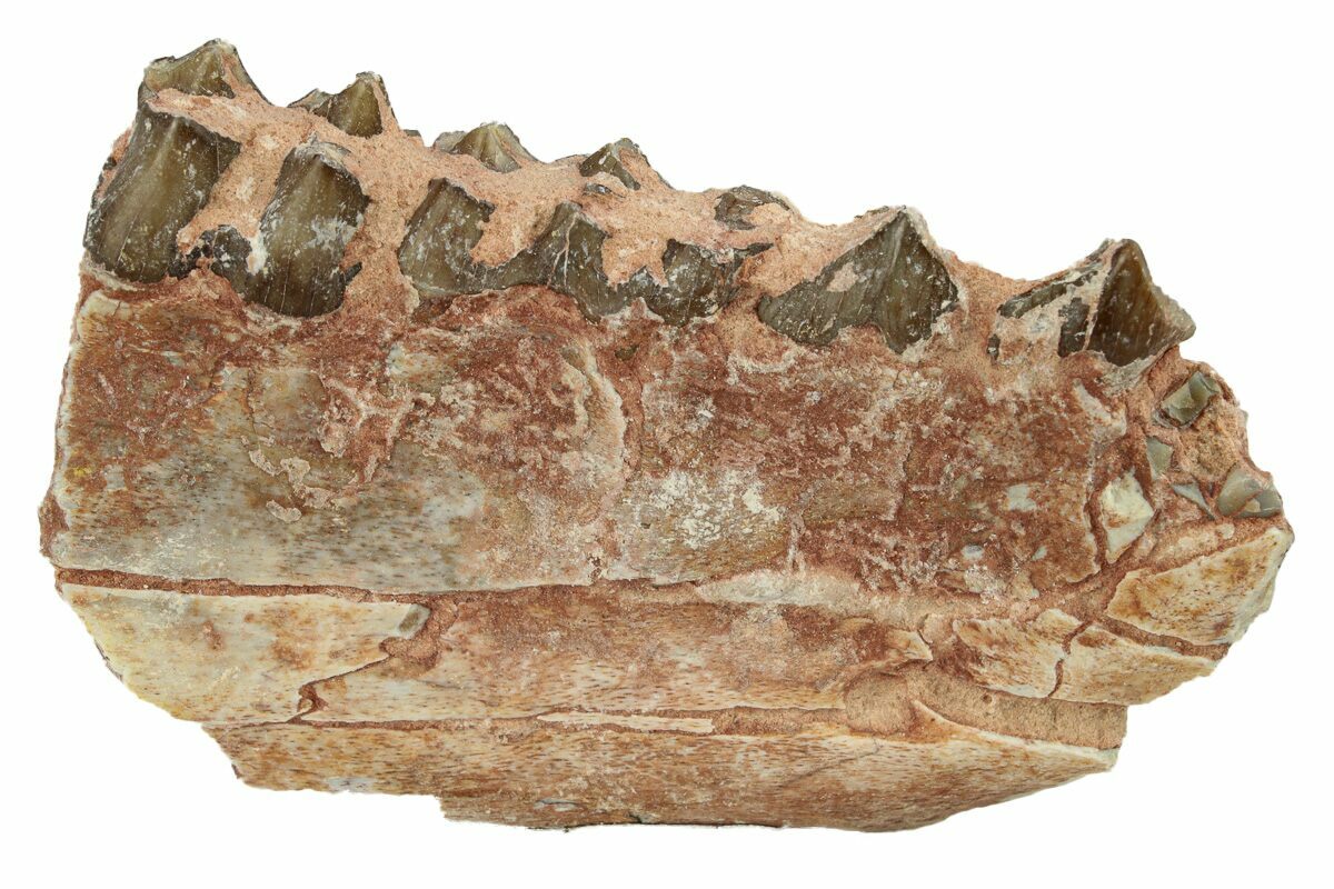 2" Oreodont (Merycoidodon) Jaw Section - South Dakota (#256630) For ...