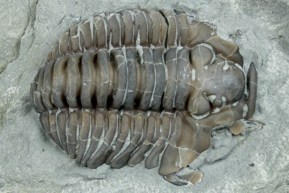 Bargain, .95" Flexicalymene Trilobite Fossil - Mt. Orab, Ohio (#257658 ...