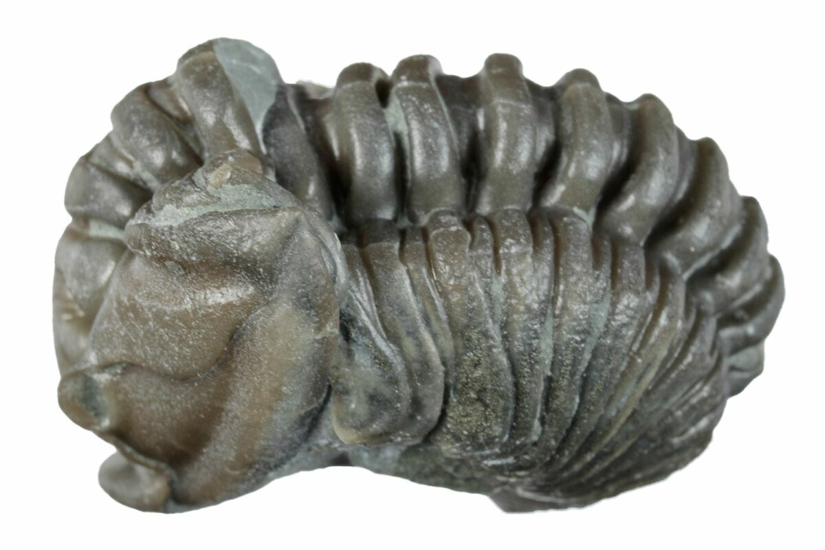 .63" Wide Curled Flexicalymene Trilobite - Mt. Orab, Ohio (#257799) For ...