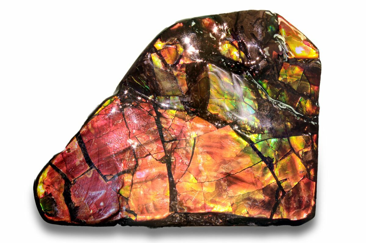 2.6" Flashy Ammolite (Fossil Ammonite Shell) - Alberta, Canada (#258219 ...