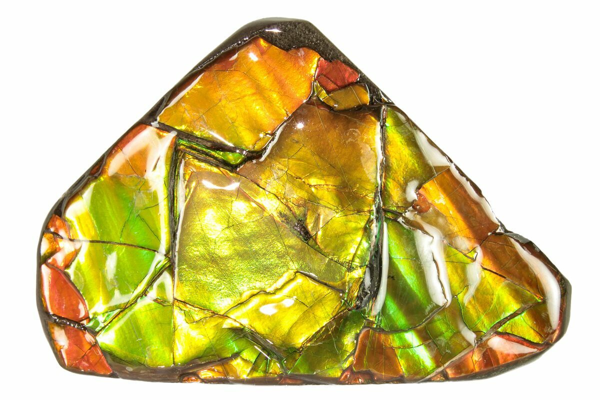 1.5" Iridescent Ammolite (Fossil Ammonite Shell) - Alberta (#258251 ...