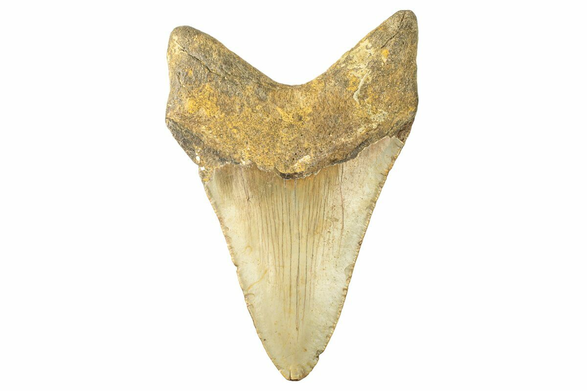 4.42" Fossil Megalodon Tooth - North Carolina (#257942) For Sale ...