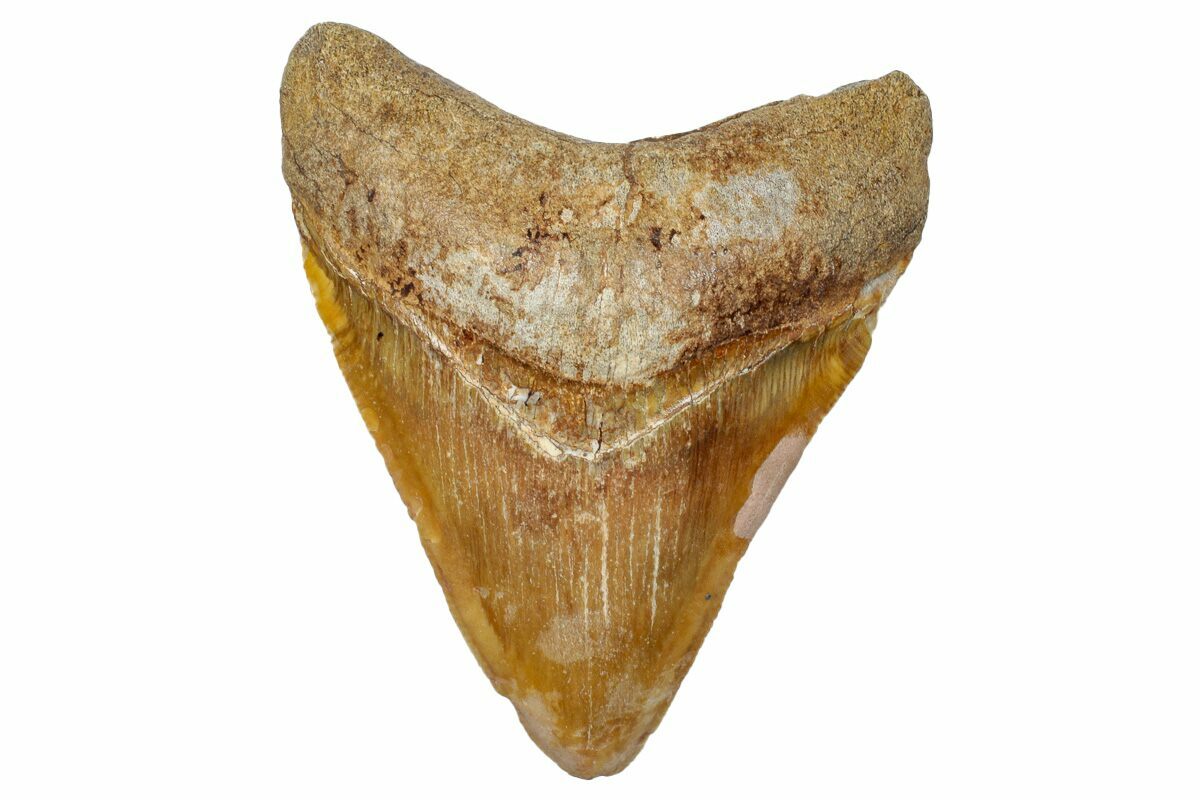 3.28" Fossil Megalodon Tooth From Angola - Unusual Location (#258613 ...