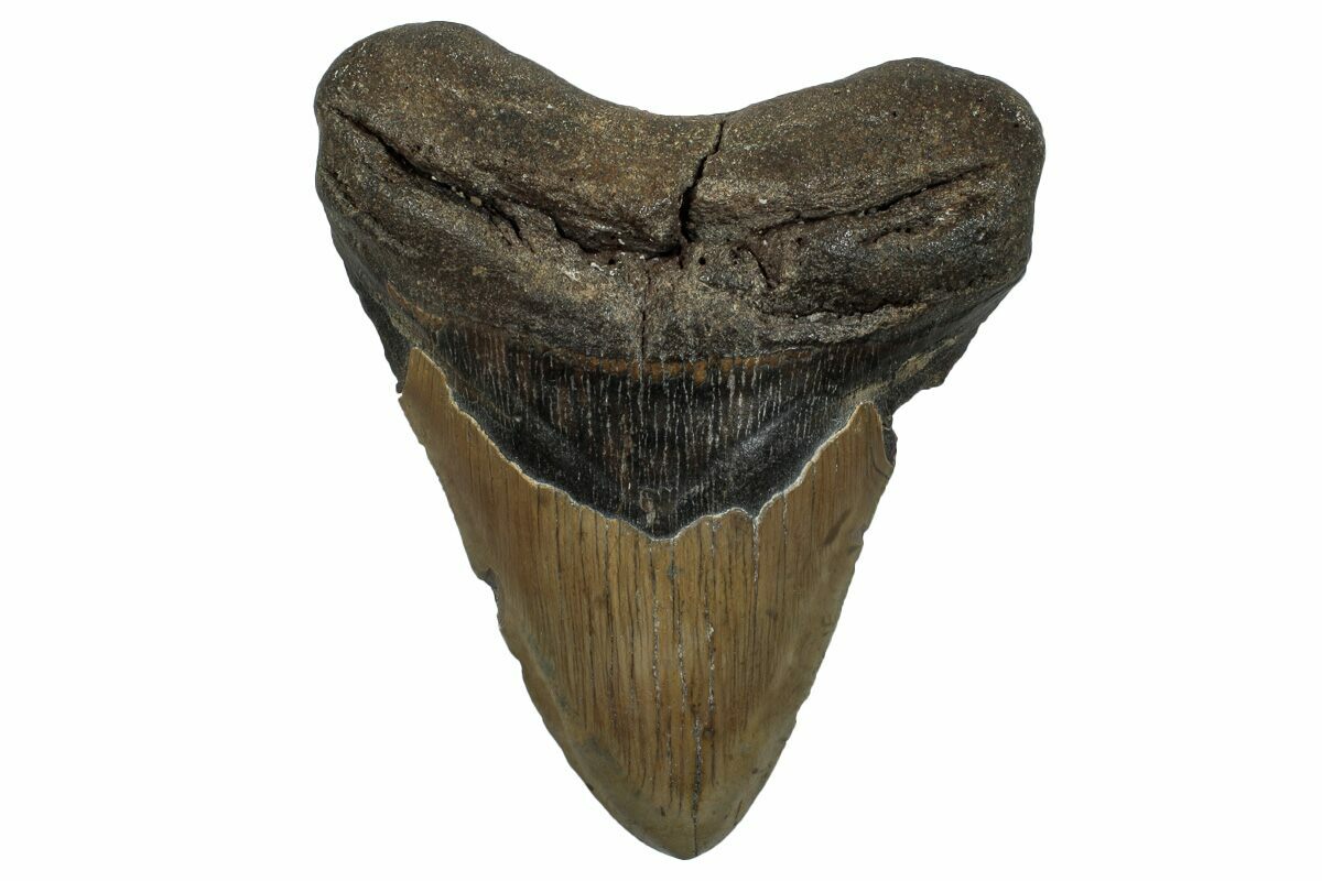 5.35" Fossil Megalodon Tooth - North Carolina (#258742) For Sale ...