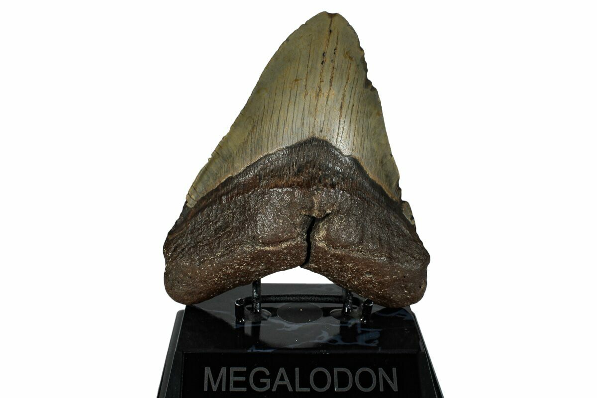 5.35" Fossil Megalodon Tooth - North Carolina (#258761) For Sale ...