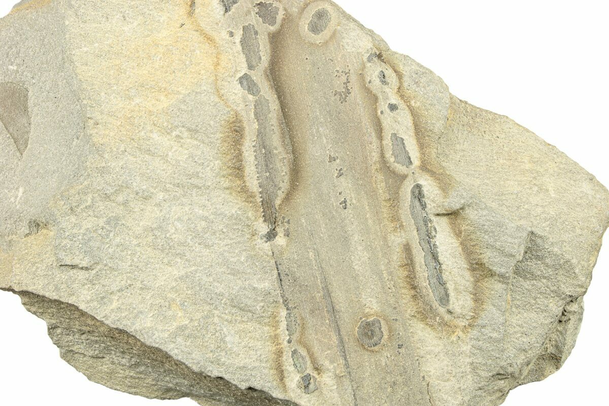 3.75" Pennsylvanian Horsetail (Calamites) Fossil - Kentucky (#258839 ...