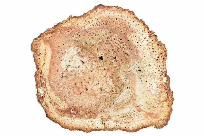 5.45" Permian Petrified Tree Fern (Tietea) Round - Brazil (#259327) For ...