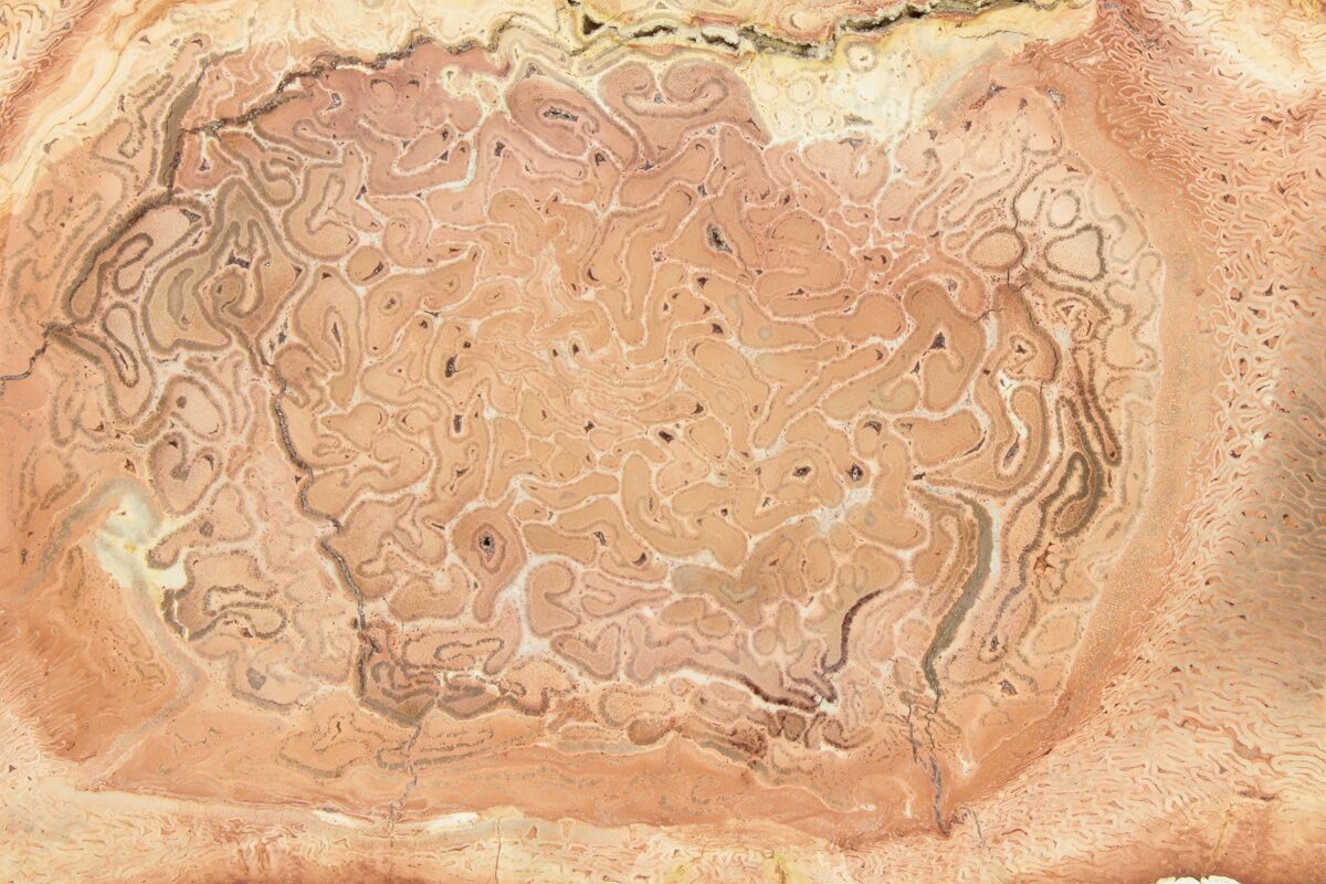 5.5" Permian Petrified Tree Fern (Tietea) Slab - Brazil (#259330) For ...