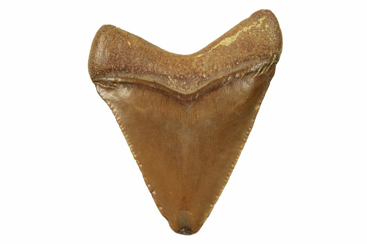 1.63" Juvenile Fossil Megalodon Tooth From Angola - Unusual Location ...