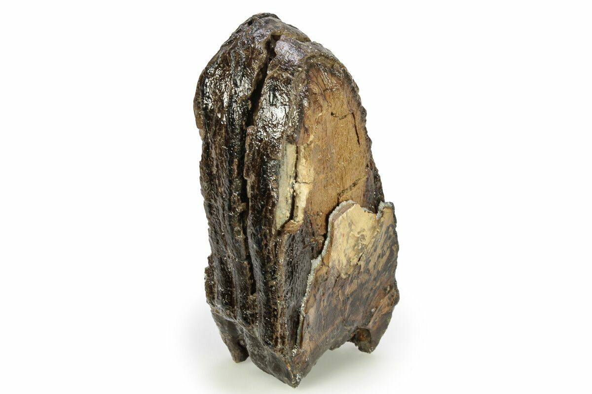 5.9" Partial Fossil Woolly Mammoth Molar - Siberia (#259872) For Sale ...