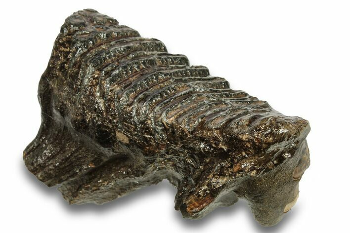 7.3" Fossil Woolly Mammoth Molar - Siberia (#259934) For Sale ...