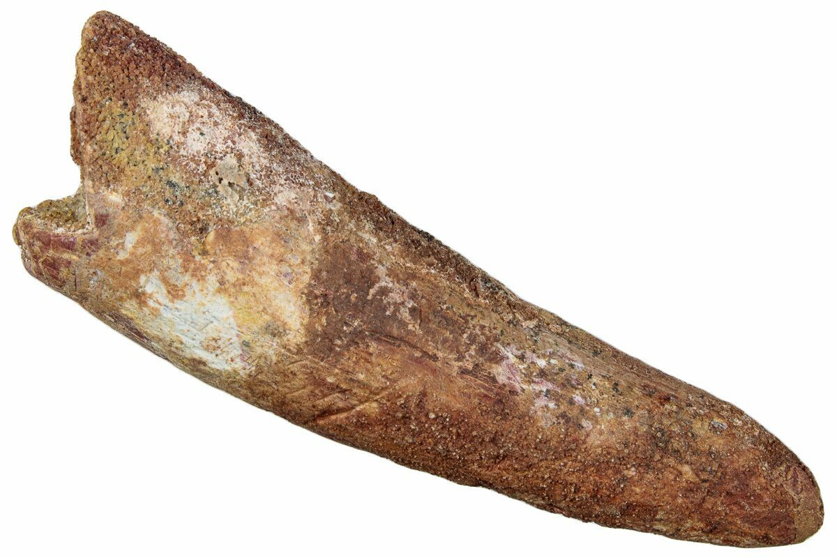 2.8" Fossil Spinosaurus Tooth - Real Dinosaur Tooth (#259004) For Sale ...