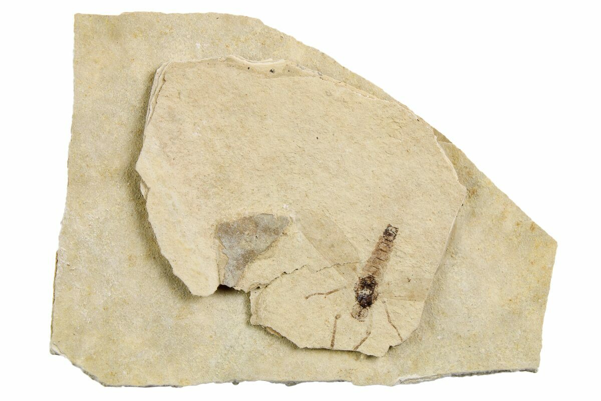 .41" Detailed Fossil Fly (Plecia) - France (#259842) For Sale ...