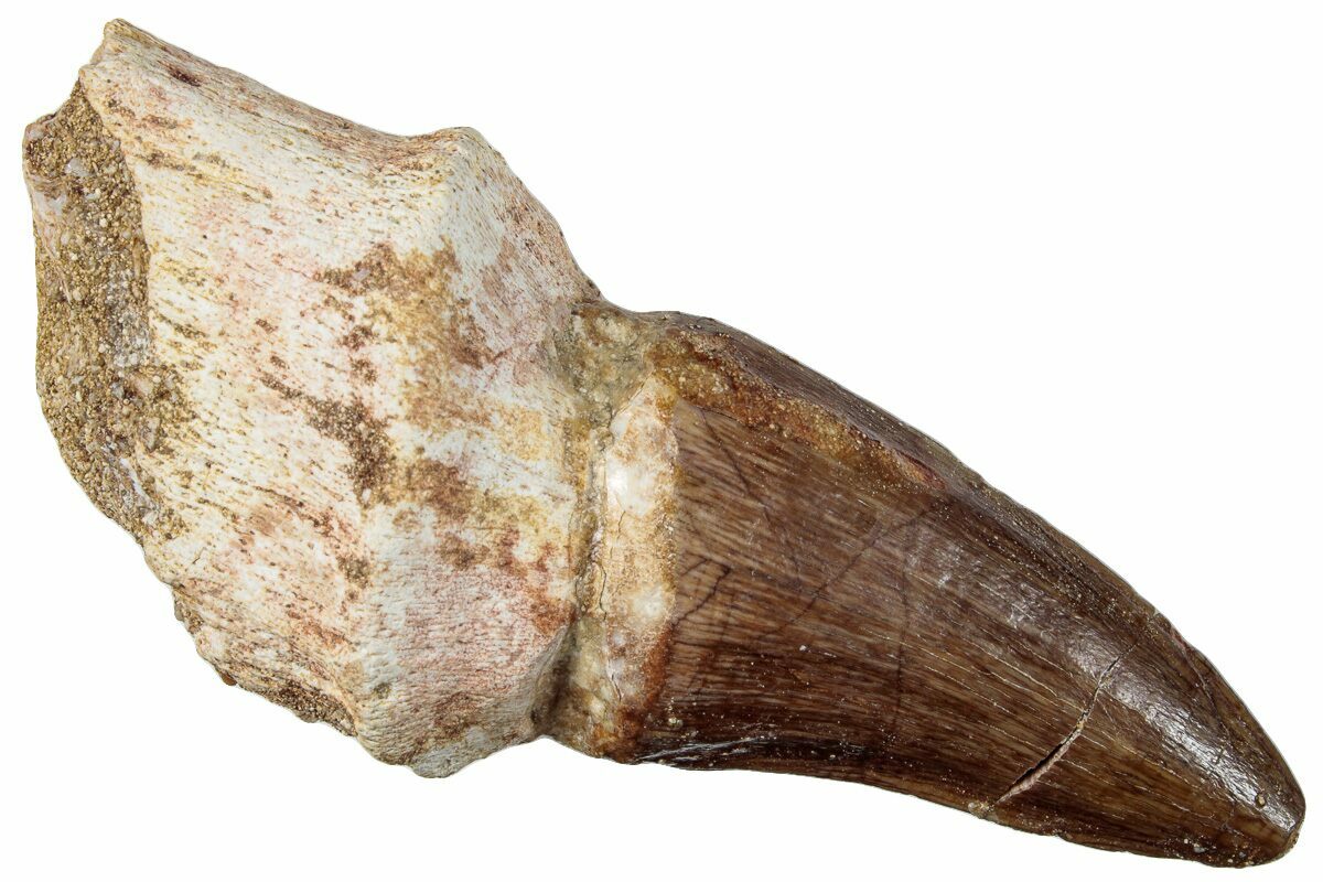 1.67" Fossil Partially Rooted Mosasaur (Prognathodon) Tooth - Morocco ...