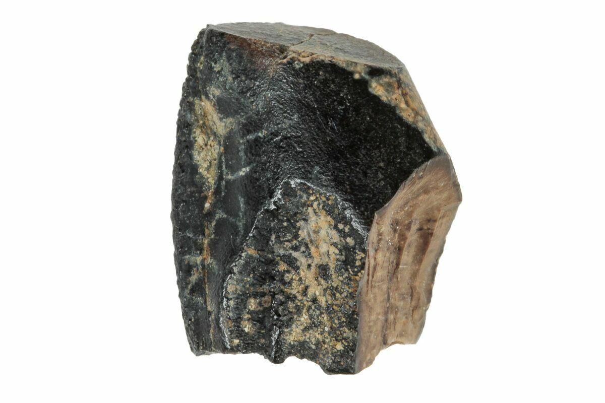 .60" Hadrosaur (Lambeosaurus?) Tooth - Judith River Formation (#260349 ...