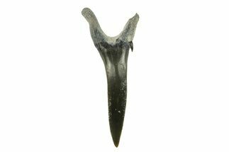 .98" Colorful, Fossil Tiger Shark Tooth - Bone Valley, Florida (#260254 ...