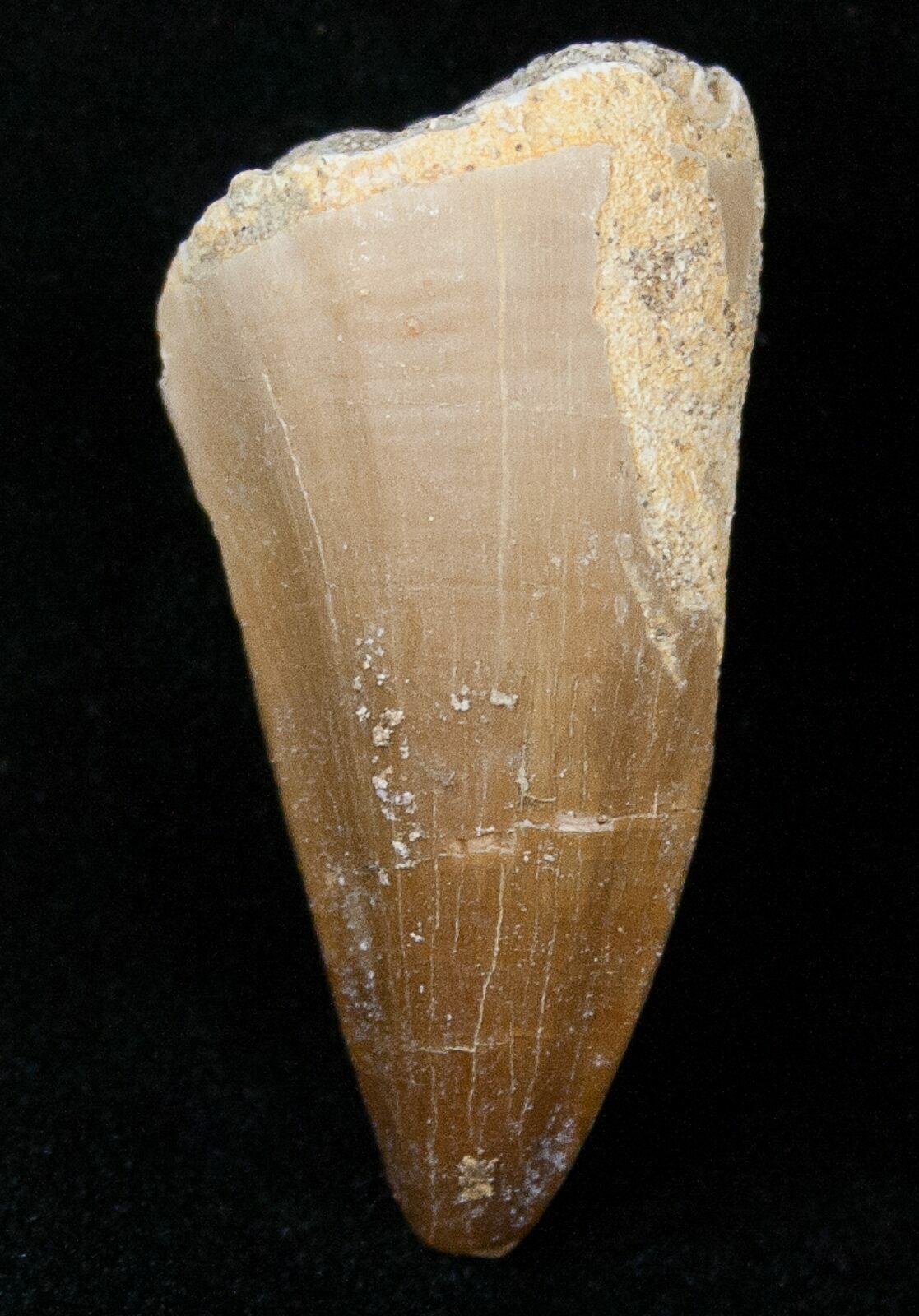 1.4" Fossil Mosasaurus Tooth (#15313) For Sale - FossilEra.com
