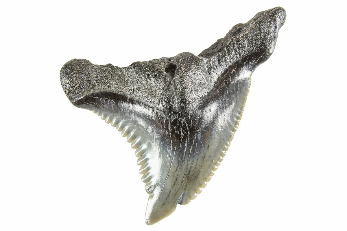 1.18" Snaggletooth Shark (Hemipristis) Tooth - South Carolina (#261281 ...