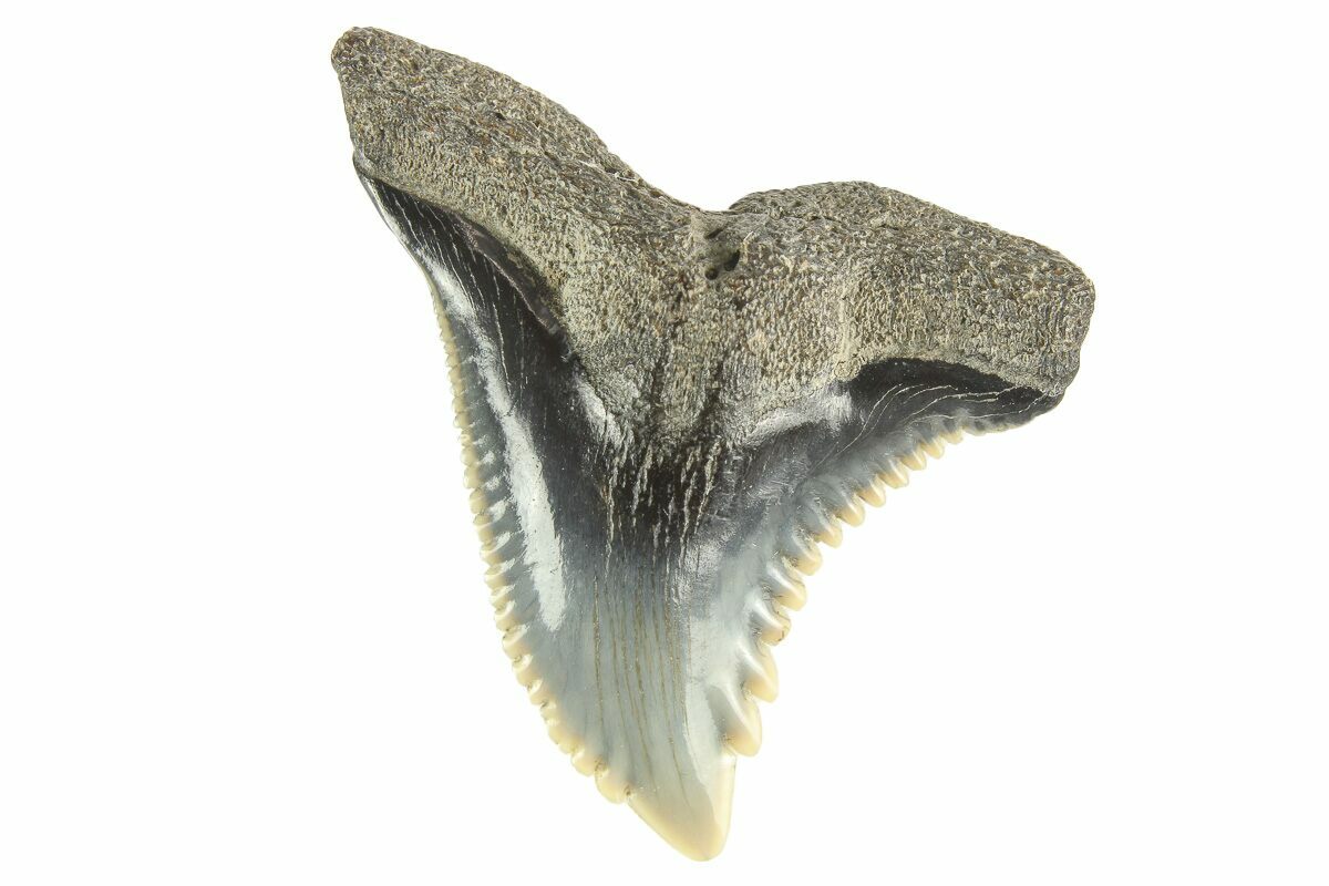 1.15" Snaggletooth Shark (Hemipristis) Tooth - South Carolina (#261284 ...