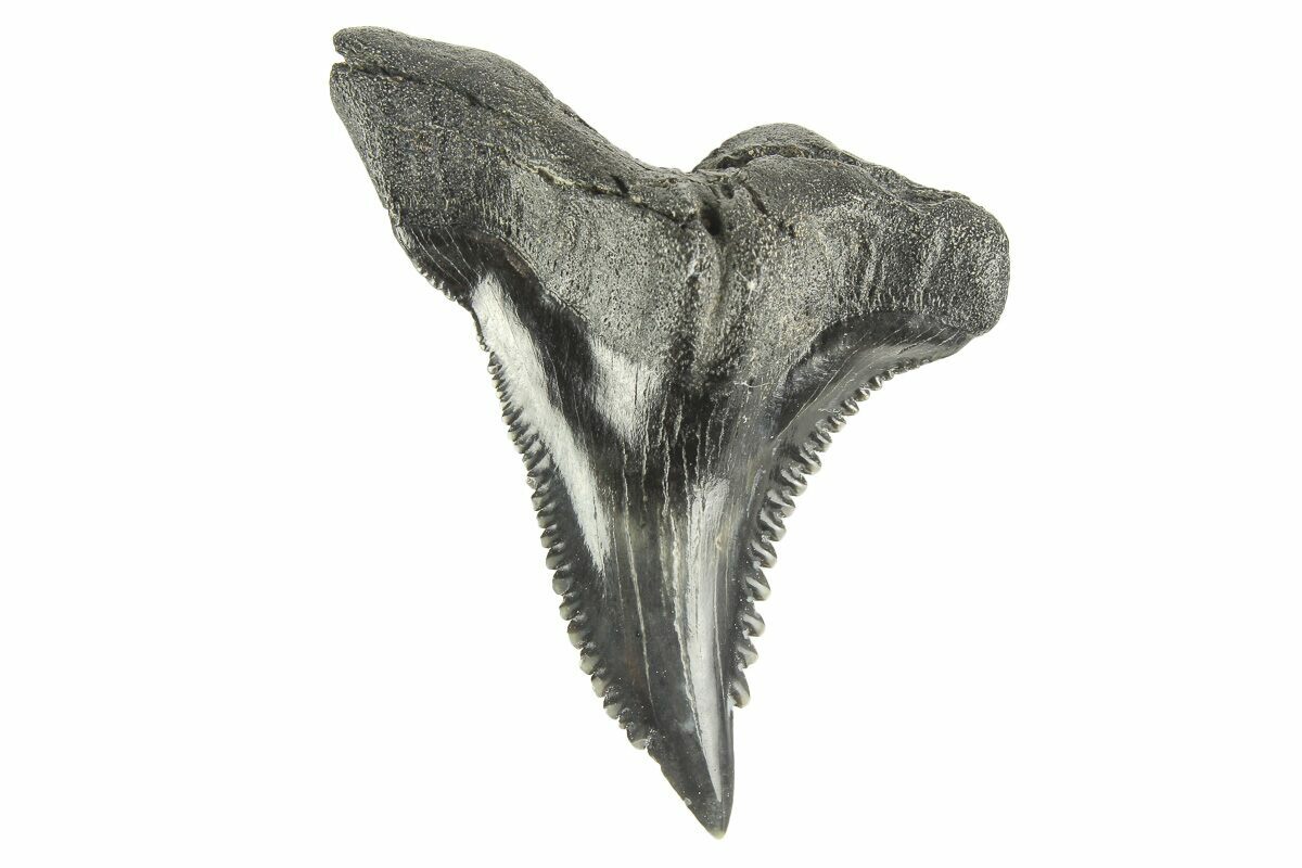 1.30" Snaggletooth Shark (Hemipristis) Tooth - South Carolina (#261292 ...