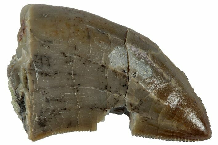 .69" Serrated Megalosaurid (Marshosaurus) Tooth - Nice Tip (#261679 ...