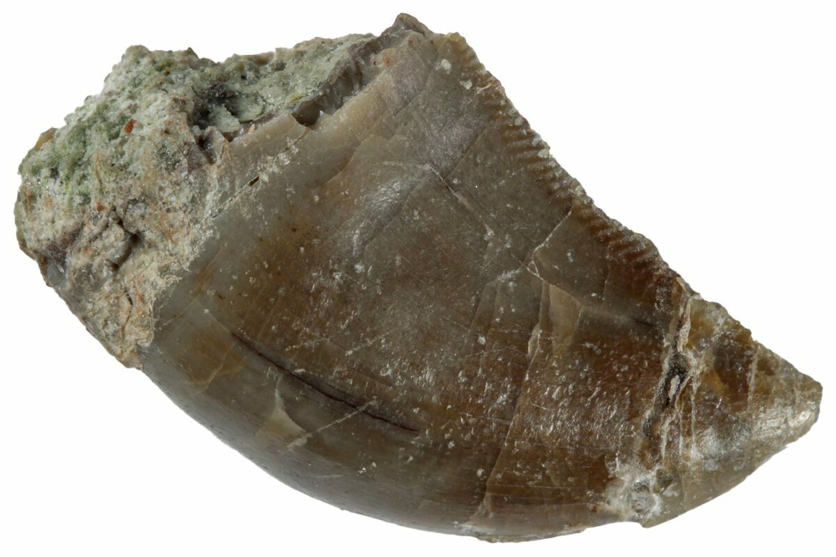 .73" Serrated Carnosaurian Dinosaur (Allosaurus) Tooth - Colorado ...