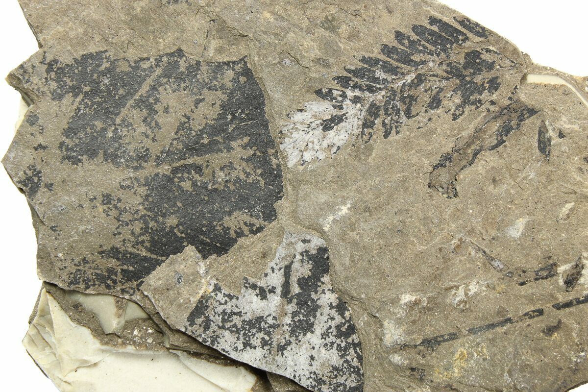 6.2" Leaf Fossil Plate - McAbee, BC (#262236) For Sale - FossilEra.com