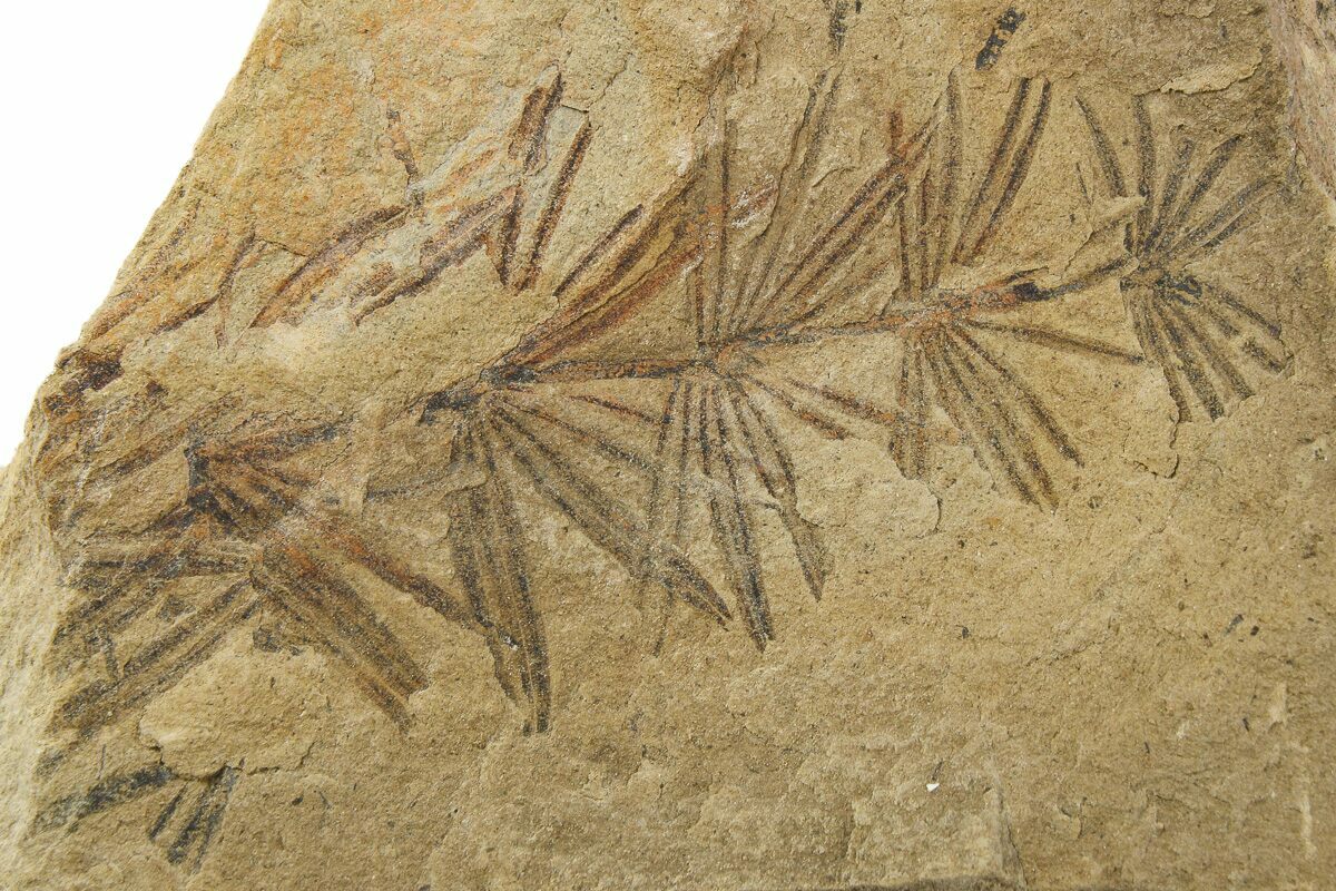 1.95" Fossil Horsetail Leaves (Annularia) - Mazon Creek (#262595) For ...