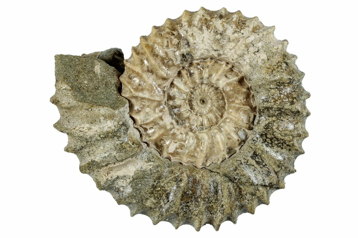2.65" Jurassic Fossil Ammonite (Pavlovia) - Russia (#262535) For Sale ...