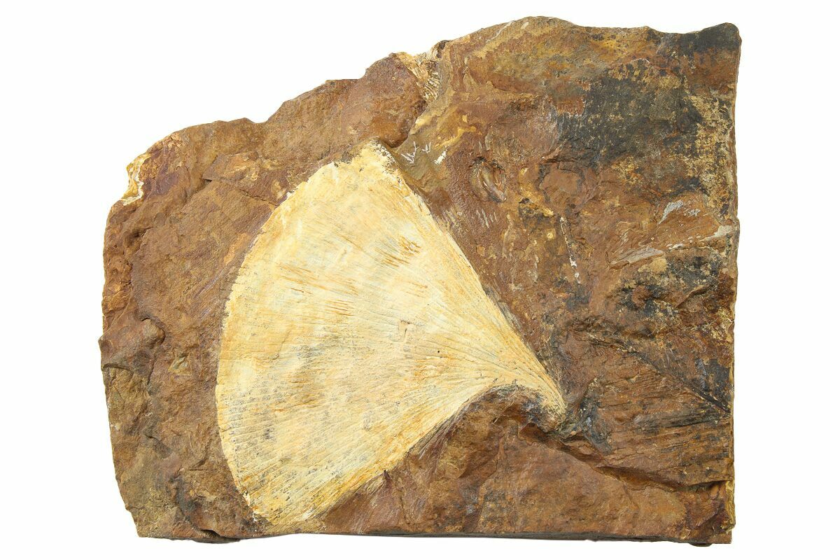 2" Fossil Ginkgo Leaf From North Dakota - Paleocene (#262729) For Sale ...