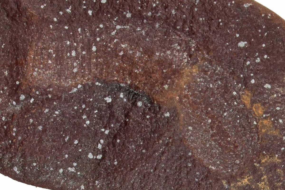 1.4" Fossil Acorn Worm (Priapulites) Pos/Neg - Illinois (#262589) For ...