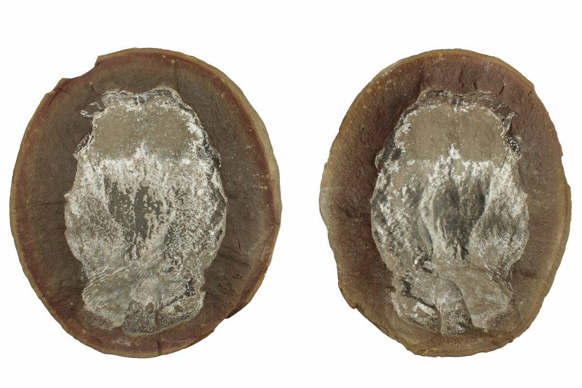 5.3" Fossil Jellyfish (Essexella) In Ironstone Pos/Neg - Illinois ...