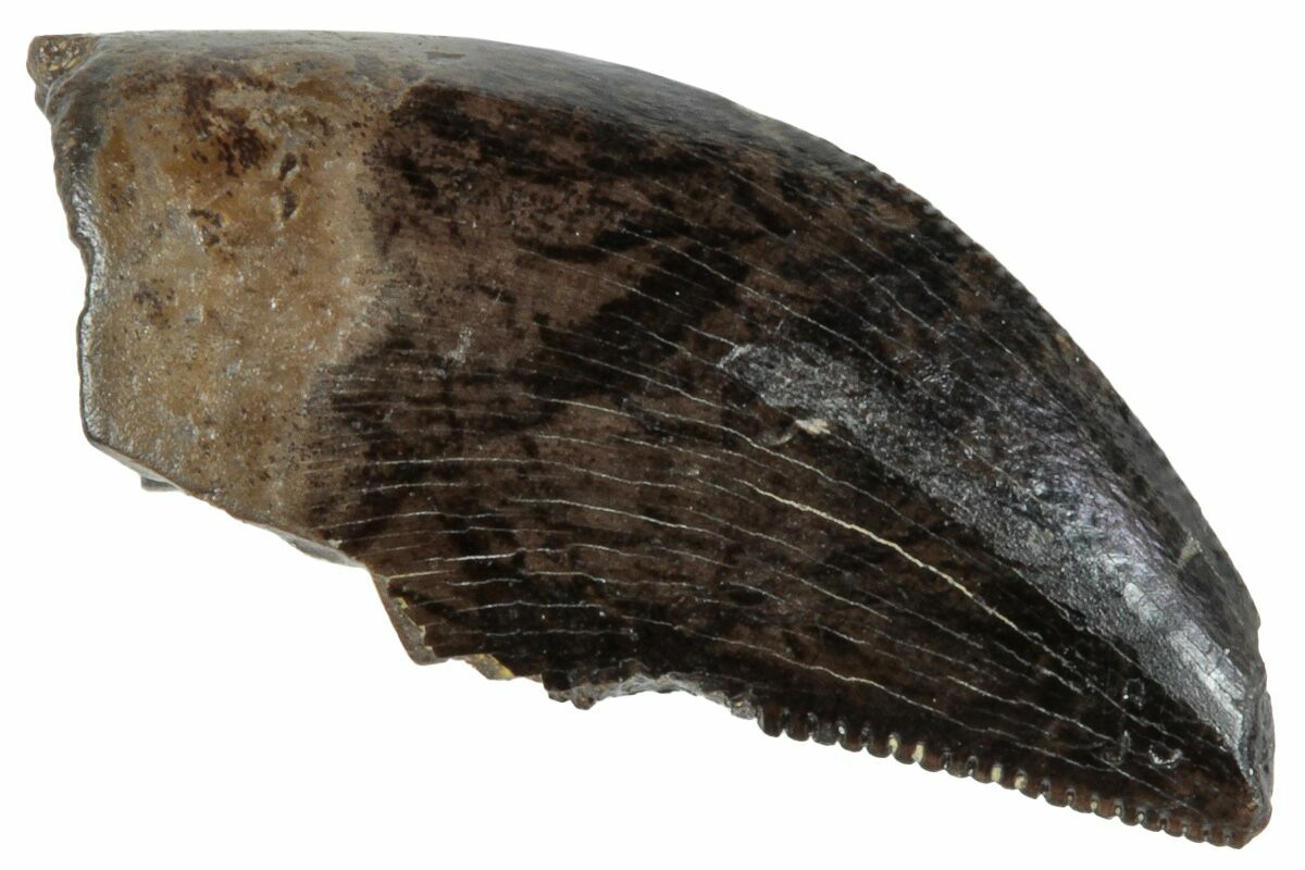 Serrated, .60" Tyrannosaur (Nanotyrannus?) Tooth - Montana (#263361 ...