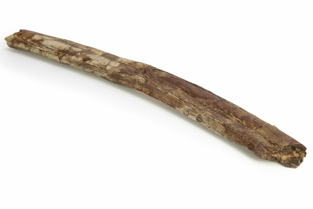 18.2" Hadrosaur (Edmontosaurus) Rib Bone - Wyoming (#263715) For Sale ...