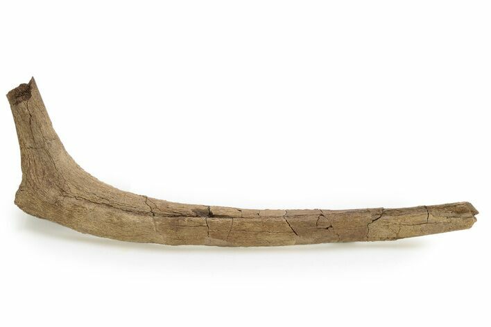 17.2" Hadrosaur (Edmontosaurus) Rib Bone - Wyoming (#263717) For Sale ...