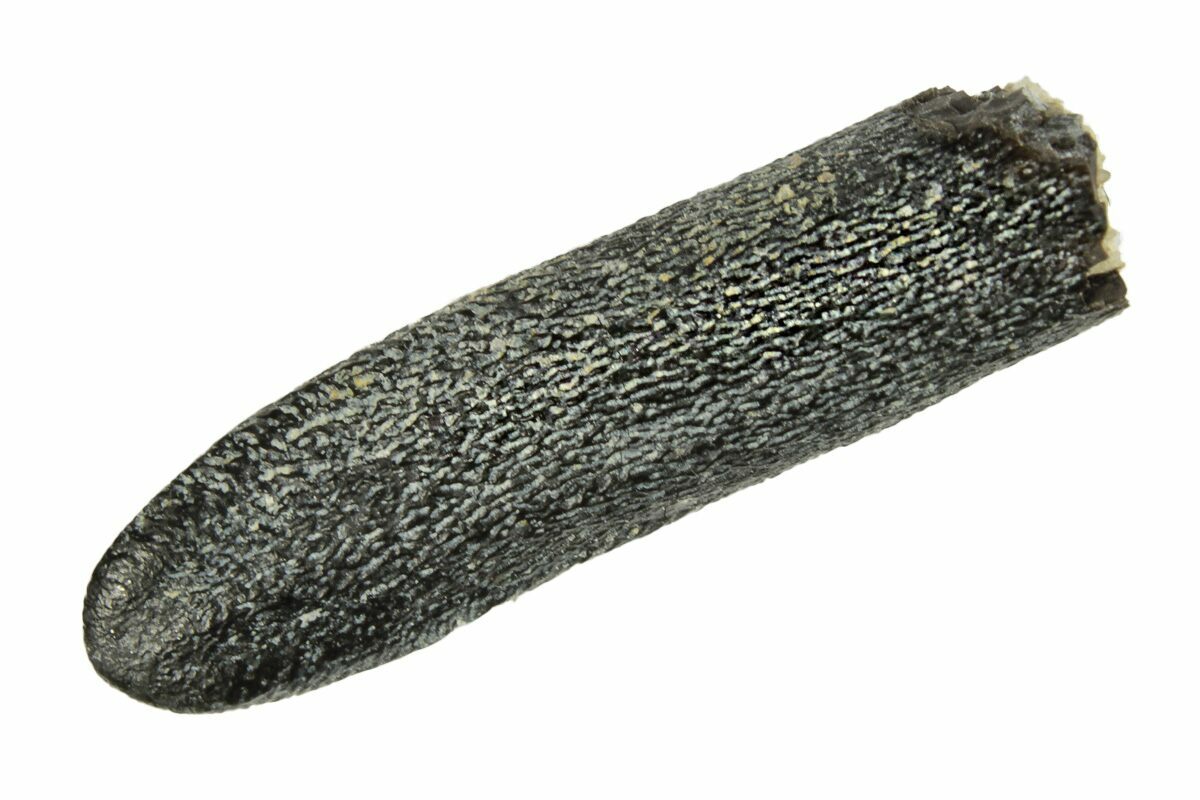 .75" Sauropod Dinosaur (Diplodocus) Tooth - Bone Cabin Quarry (#263896 ...